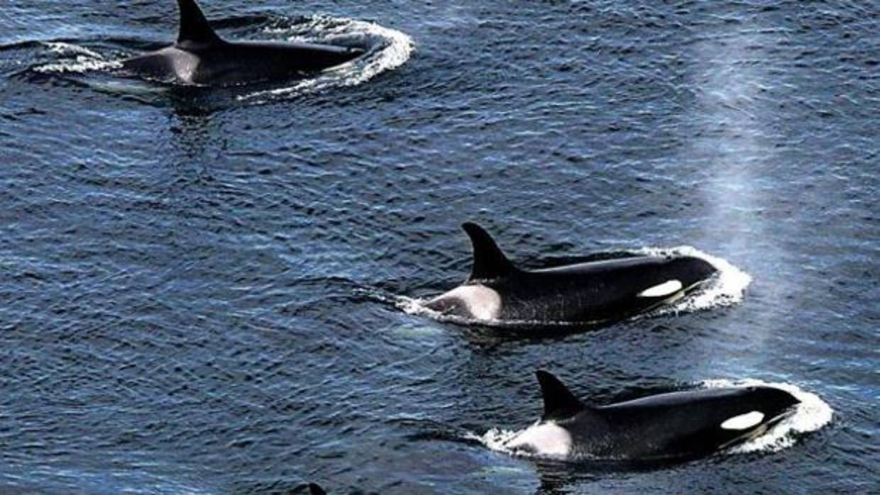 Cuatro orcas visitan la Bahía de Algeciras
